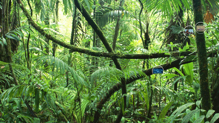 LIFE OF PI PATEL PISINEPISSING PATEL by Steven Rickard on Prezi