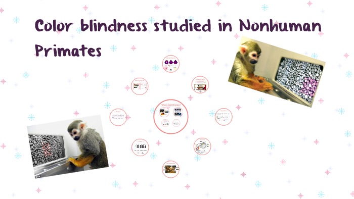 Color blindness studied in nonhuman primates by on Prezi