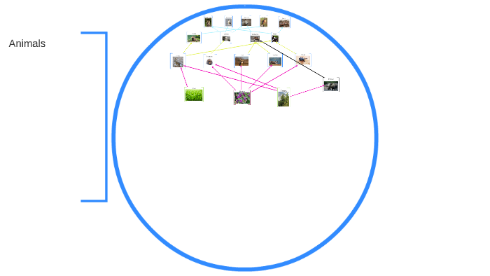Northwest Coniferous Forest Food Web by Tyre Scruggs on Prezi