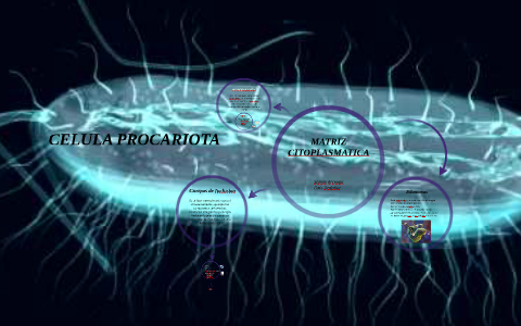 MATRIZ CITOPLASMATICA by shirley arreaga on Prezi