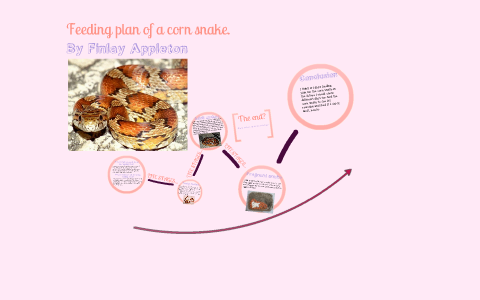 Feeding plan of a snake by Finlay Rosie Appleturd on Prezi
