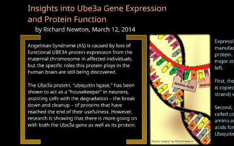 Ube3a Gene Expression and Protein Function by Foundation for Angelman ...