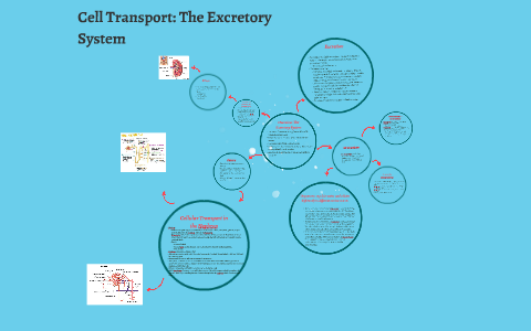 Cell Transport: The Excretory System by Evelyn Soon on Prezi