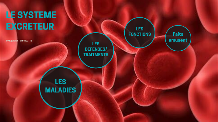 le système excréteur by junie 1234 on Prezi
