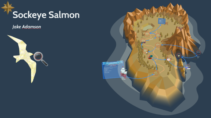 Sockeye Salmon by Jake Adamson on Prezi