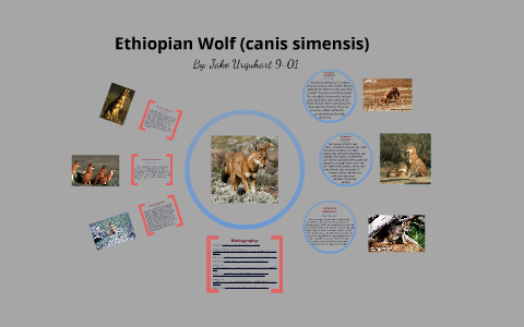 Ethiopian Wolf by Jake Urquhart on Prezi
