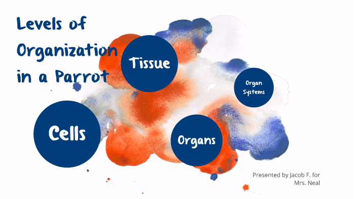 Levels of Organization in parrots by Jacob Fouse on Prezi