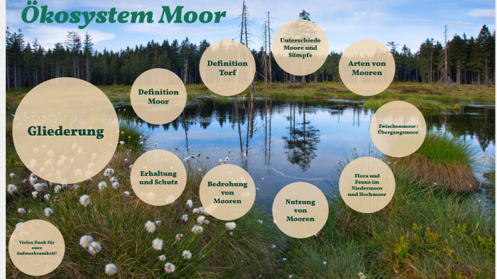 Ökosystem Moor by Beke Mahmoud on Prezi