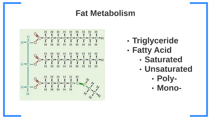 Fat Metabolism by John Gibson