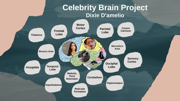 Dixie D'amelio- Celebrity Brain Project by LAXMI PATEL on Prezi