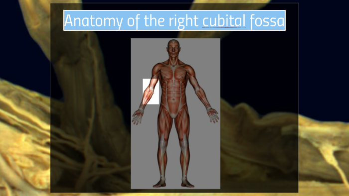 Anatomy of the right cubital fossa by 4D Interactive Anatomy on Prezi