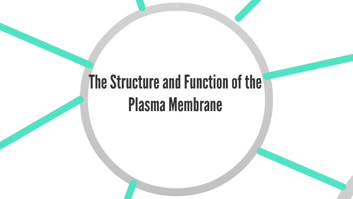The Structure and Function of the Plasma Membrane by Amanda Atkins on Prezi