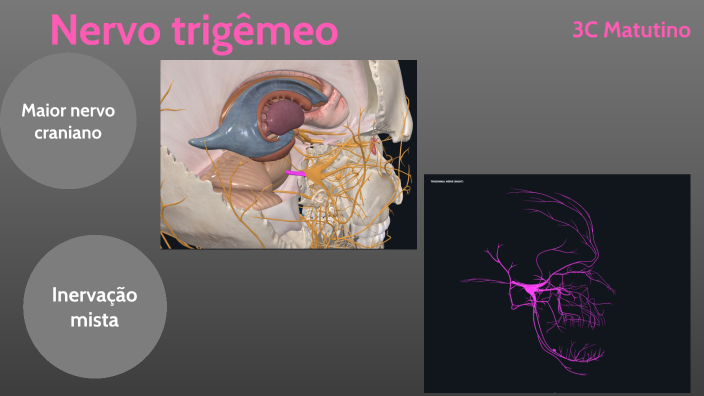 Nervo Trigêmeo by ARTHUR ALVES on Prezi
