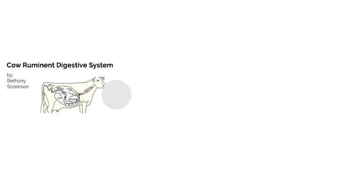 Cow Ruminant Digestive system by bethany sorenson on Prezi