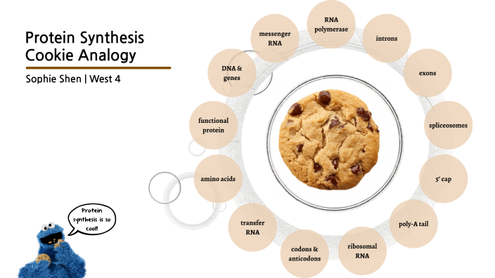 SS WEST4 | Protein Synthesis Cookie Analogy by Sophie Shen on Prezi