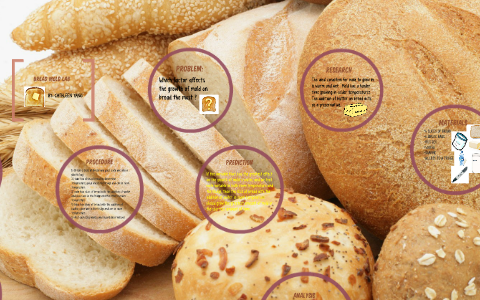 BREAD MOLD LAB by Cathleen Yang on Prezi