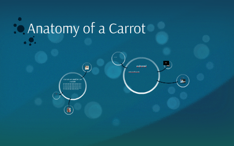 Anatomy of a Carrot by Phteven Phimmons on Prezi