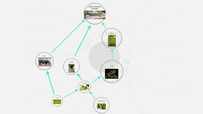 Slender Snouted Crocodile Food Web by Alex Hall on Prezi