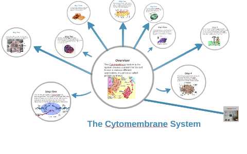 The Cytomembrane System by on Prezi