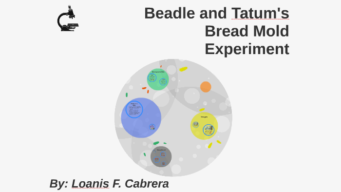 Beadle and Tatum's Bread Mold Experiment by Loanis Cabrera on Prezi