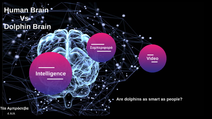 Human Brain vs Dolphin Brain by Tea Abrasheva on Prezi