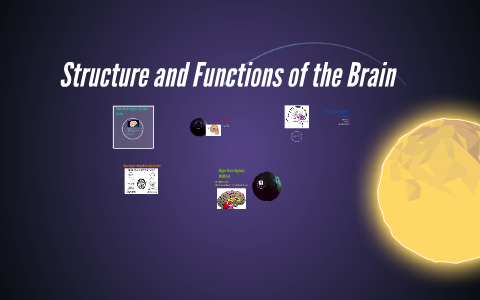 Structure and Functions of the Brain by Audrey Mac on Prezi