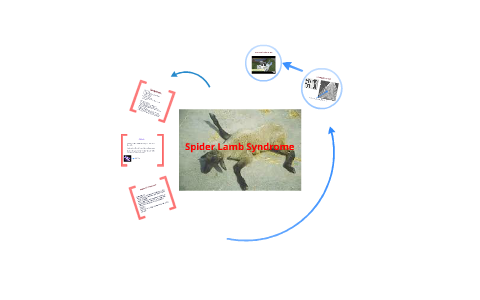 Spider Lamb Syndrome by Logan Mettert on Prezi