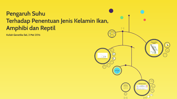 Pengaruh Suhu Terhadap Penentuan Jenis Kelamin Ikan, Amphibi by Puspa ...