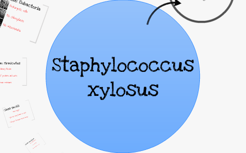 Staphylococcus xylosus by Hannah Allemand on Prezi