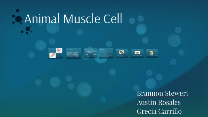 Animal Muscle Cell by Austin Rosales