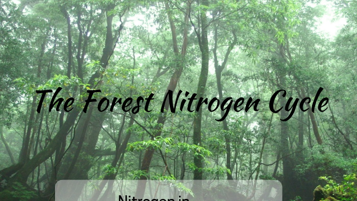 The Forest Nitrogen Cycle by Alexandra Lillie on Prezi