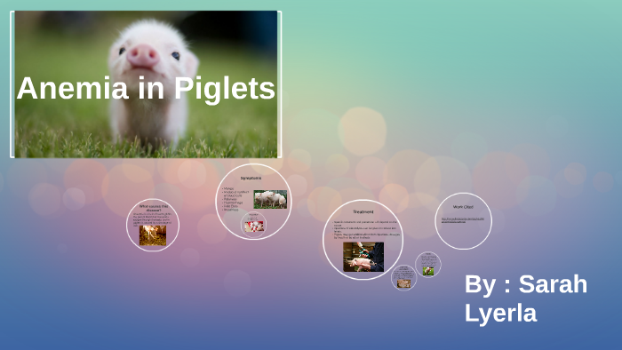 Anemia in piglets by Sarah Lyerla on Prezi