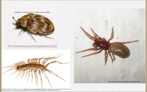 Utah Museum Pests by Katharine Corneli on Prezi