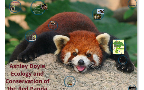Red Panda Ecology and Conservation by Ashley Doyle on Prezi
