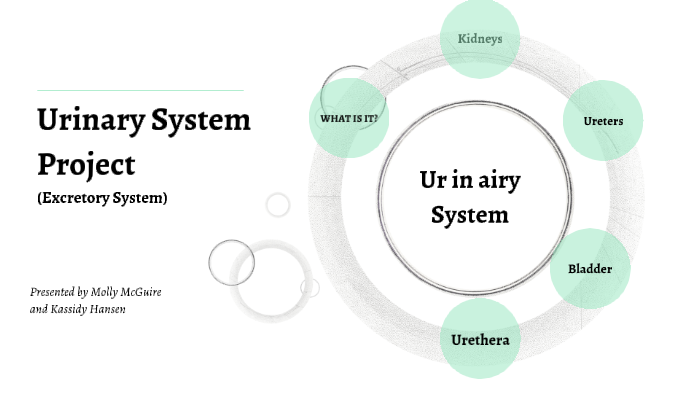 Urinary System Project by Molly McGuire on Prezi