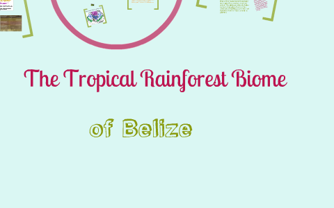 The Tropical Rainforest Biome of Belize by Vange Kesteven on Prezi