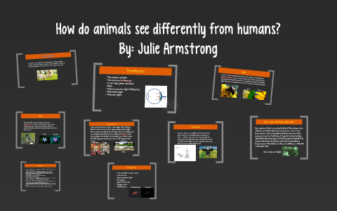 How do animals see differently from humans? by Julia Armstrong on Prezi