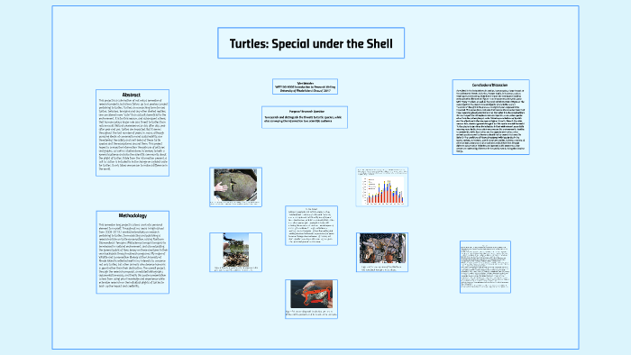 Turtles: Special under the Shell by Tyler Bawden on Prezi