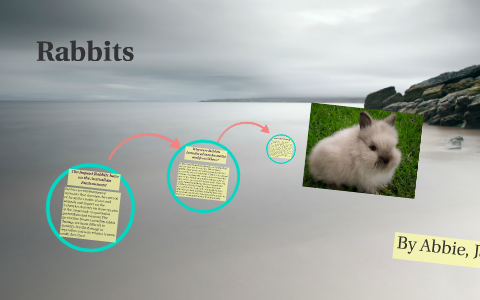Why were Rabbits introduced into Australia and from where by Tammy C ...