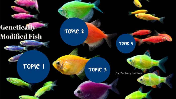 Genetically Modified Fish by Zachary Laibinis on Prezi