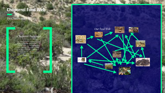 Chaparral Food Web by chper persi on Prezi