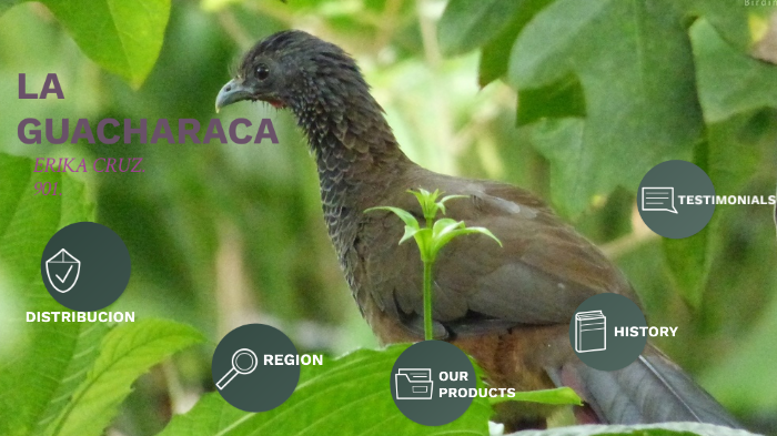 Guacharaca by Erika Cruz on Prezi