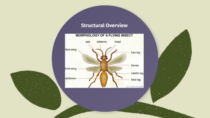 Insects Support,Protection, Movement by Courtney B. on Prezi