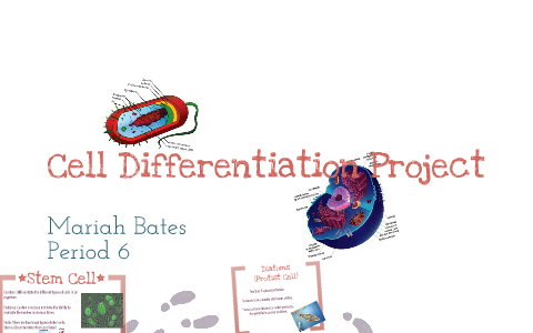 Cell Differentiation Project by Mariah Bates on Prezi