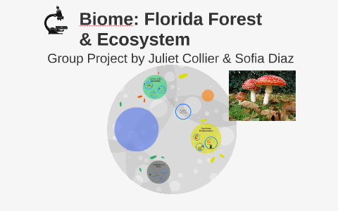 Biome: Florida Forest by Sofia Diaz