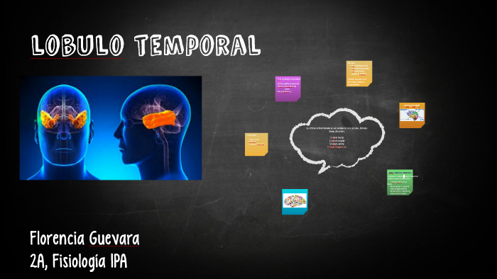 lobulo temporal by on Prezi