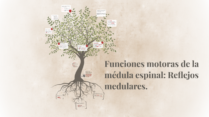 Funciones motoras de la médula espinal: Reflejos medulares. by Kiara Doga on Prezi