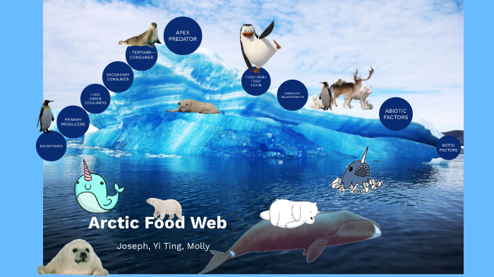 Arctic Food Web by Amy Mesec on Prezi