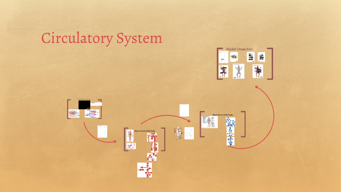 Circulatory System by Tree House on Prezi
