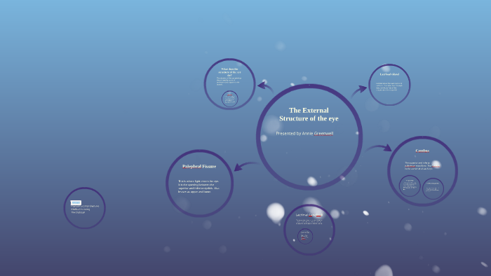 The External Structure of the eye by Ashley Greenwell on Prezi
